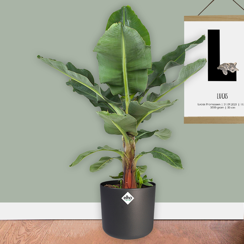 - Little green planet